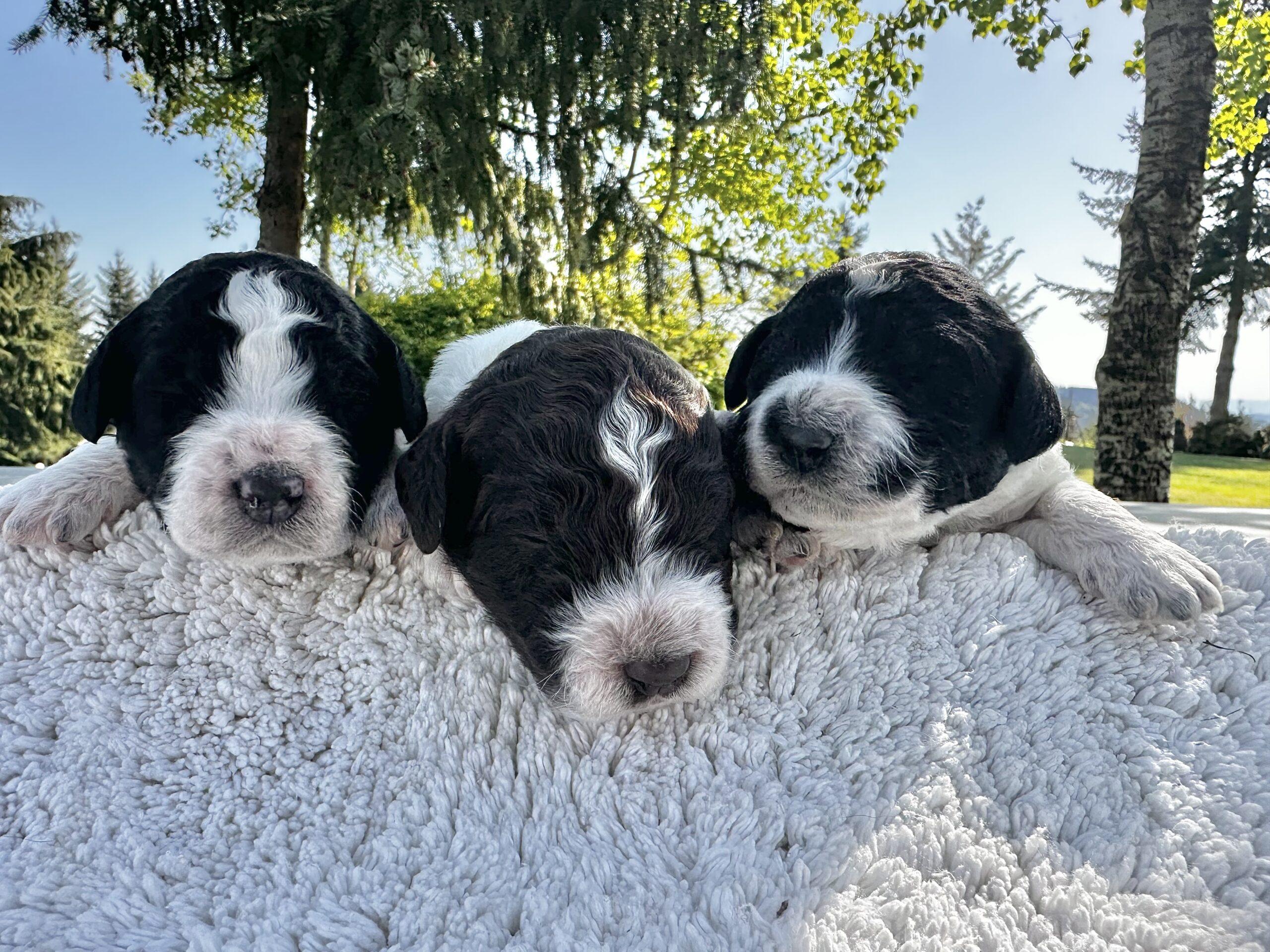 Mini-Midi Springerdoodle - Hanson Hill Doodle Dogs